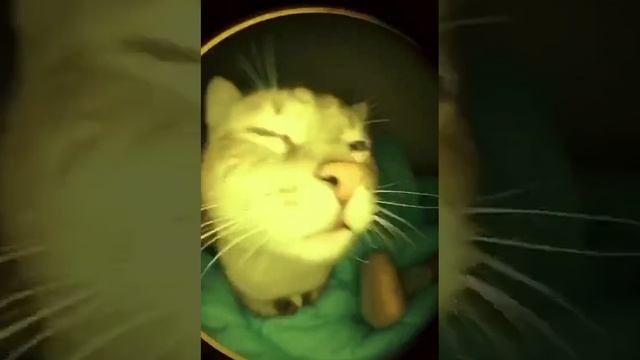 Кот танцует под Не надо стесняться