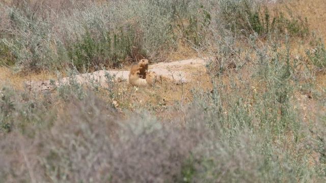 Жёлтый су́слик, или су́слик-песча́ник[1] (лат. Spermophilus fulvus)