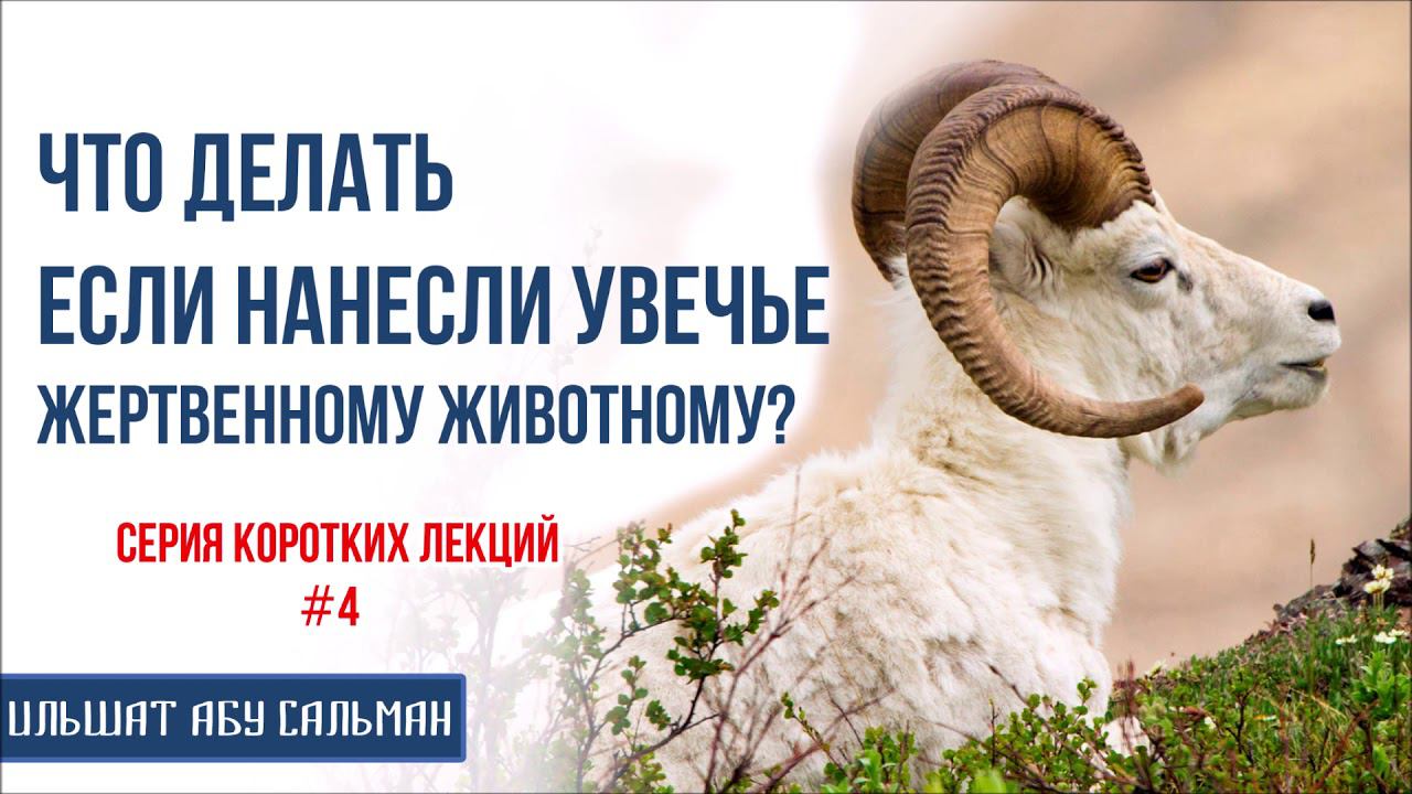 Ильшат Абу Сальман. Что делать если нанесли увечье жертвенному животному? Серия лекций Курбан-Байрам