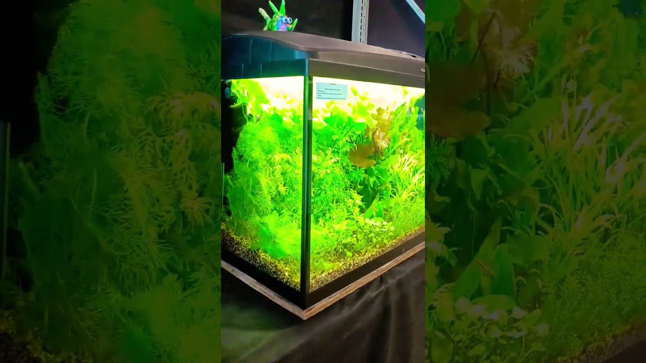 Выставка Аквариумных рыбок 2024. Уже открыта!