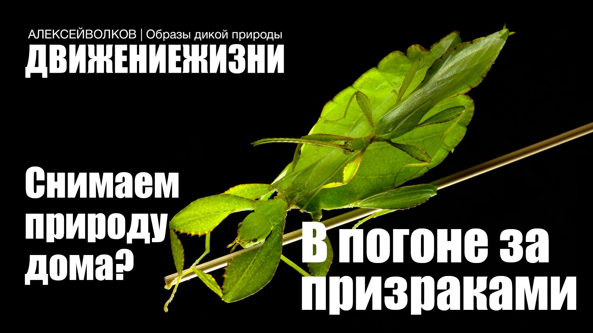 Съёмка природы в домашних условиях/в изоляции - "Палочники: в погоне за призраками"