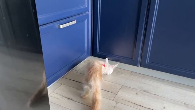 Литтер Д. Дарий осваивается в новом доме