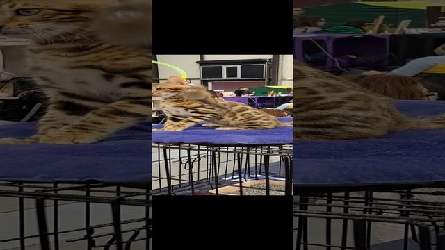 Зоошоу.Выставка кошек.Котенок на Зоошоу.10.12.2023.Экспофорум.Санкт-Петербург.