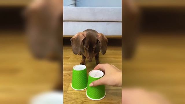 Смешное видео Животные Юмор Смех Приколы