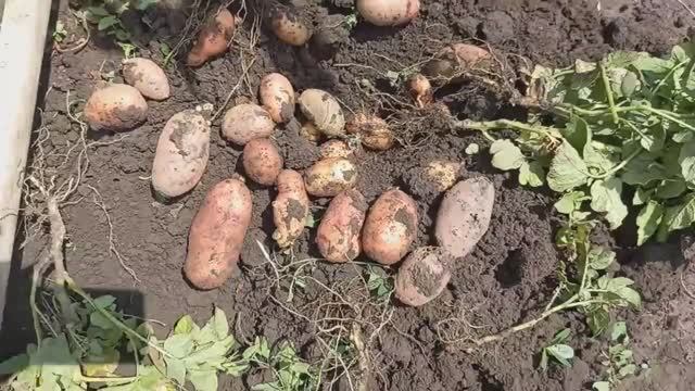 Собираем фрукты. Картофельные очистки (с ростками) дали урожай.