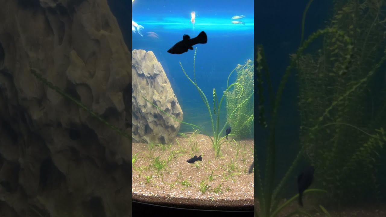 Рыбки в аквариуме. На них можно смотреть часами. Shorts для смартфона