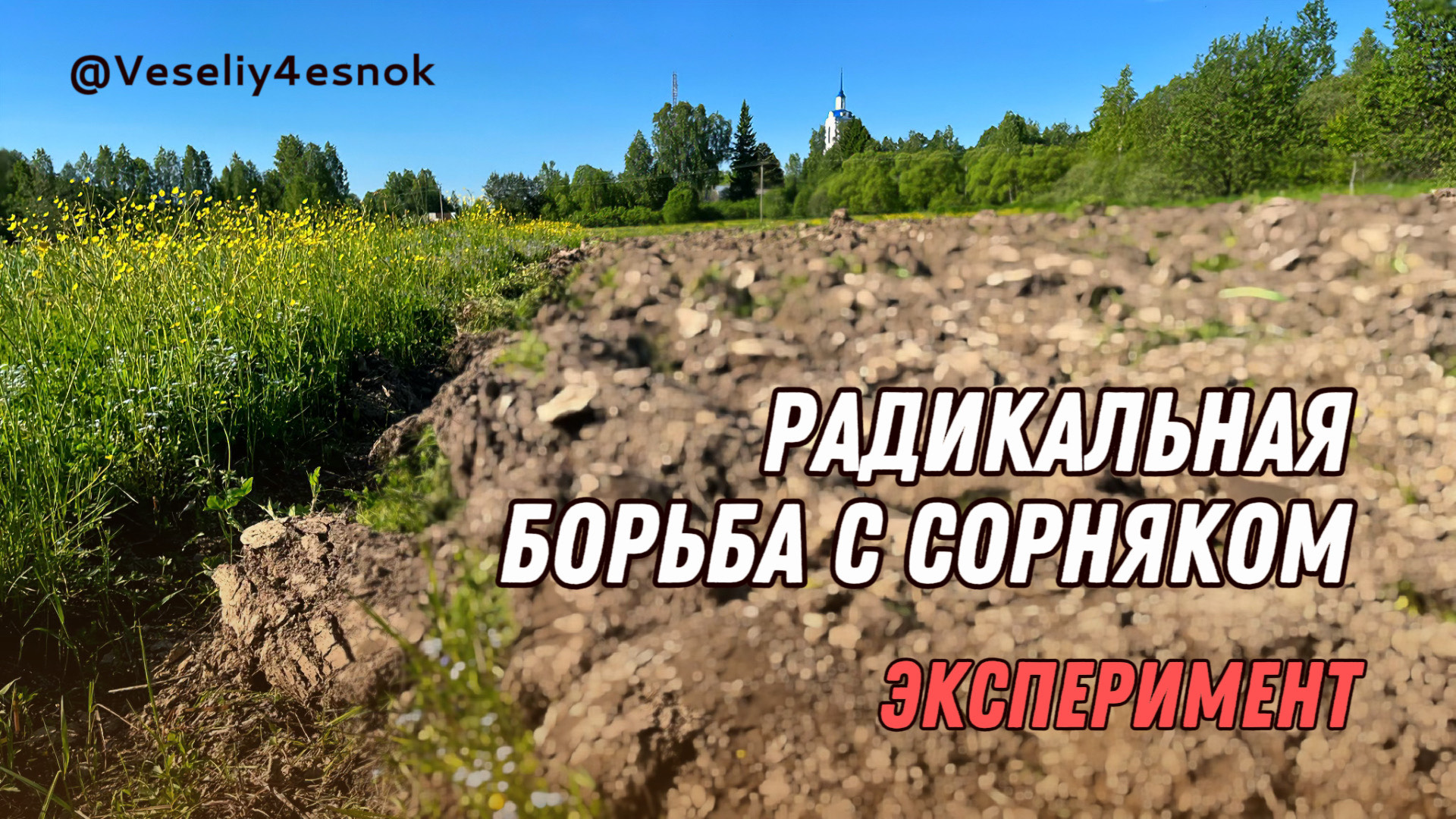 Двухлетний цикл выращивания чеснока 🧄Борьба с сорняком #эксперимент