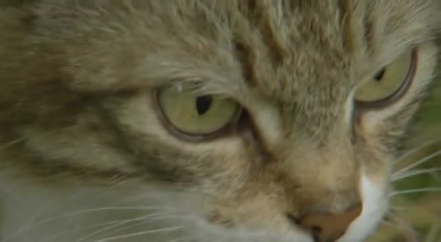 SUPREME COURT - Dreaming Reality.avi