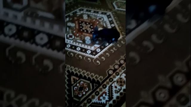 Той терьер Чарлик выпрашивает вкусняшки