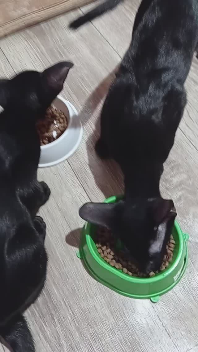 Гришка и Мишка кушают