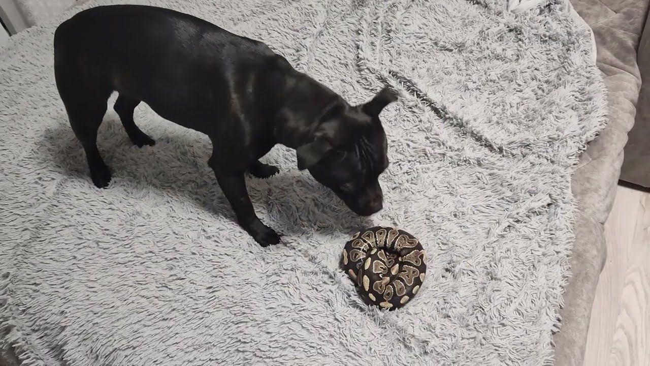 Staffie vs snake python