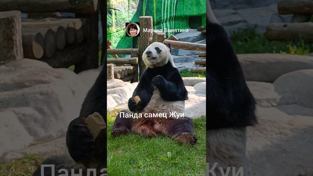 Панда самец Жуи жует.