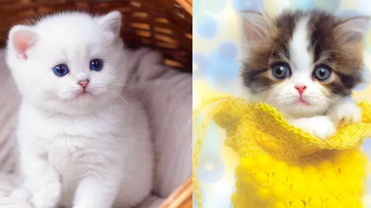 Самые смешные животные! Приколы с котами и собаками! #15