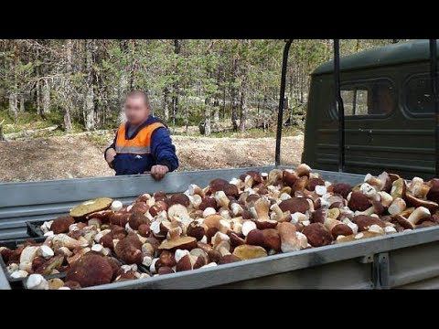 Как вырастить много белых грибов на своем участке (разводим корнями)