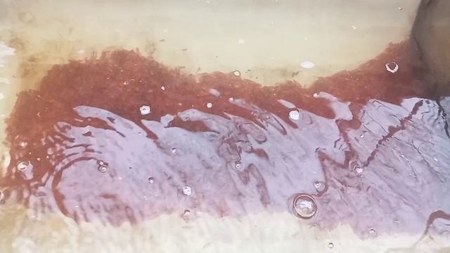 прошёл массовый выклев мальков форели 2022.05.23