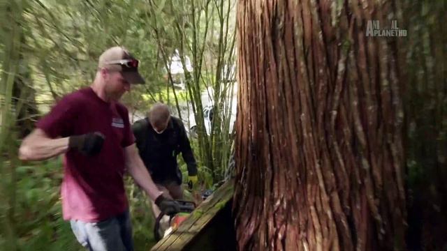 Дома на деревьях 5 серия «Двойное крепление» (документальный сериал, 2015)