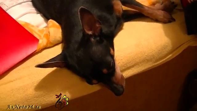 Красноярск.Джерри, релакс, Диана и Джаз.mp4