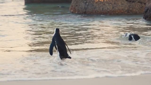 Почему пингвины выбираясь из воды не примерзают к льдинам?