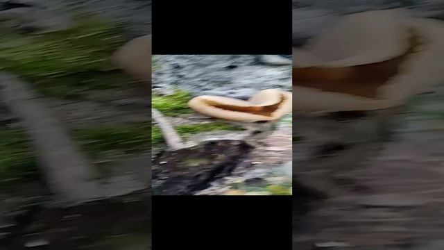 Забавный гриб!