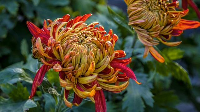 Christopher Brough. Beauty of it all