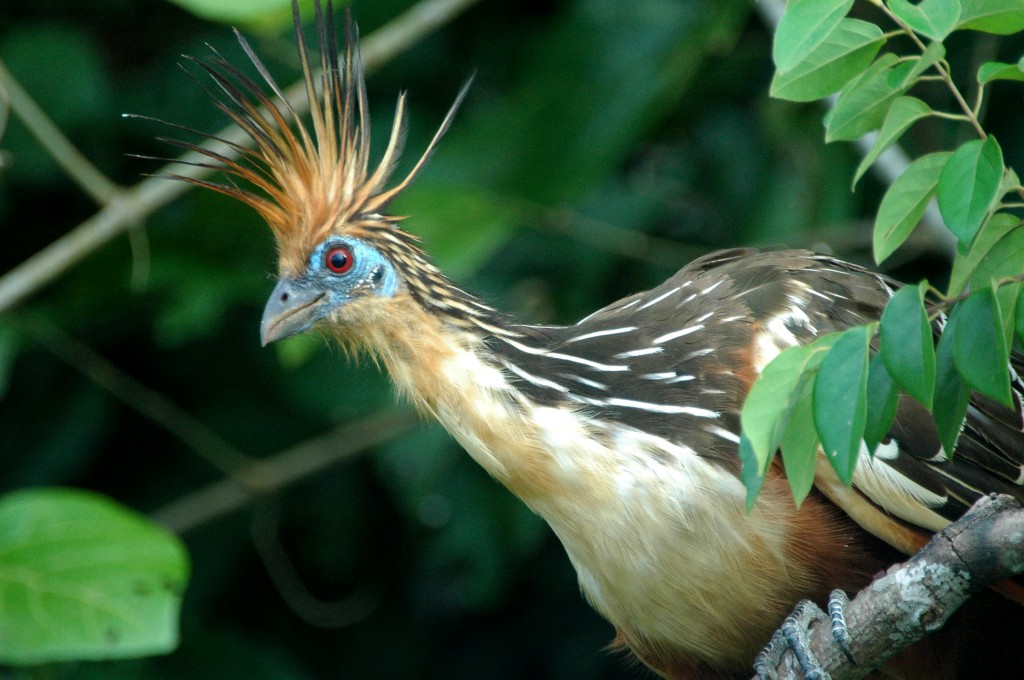 «Птицы джунглей Амазонки» ИМПРОВИЗАЦИЯ композитор Виктор Анохин #viktorjazz #instrumentalmusic #funk