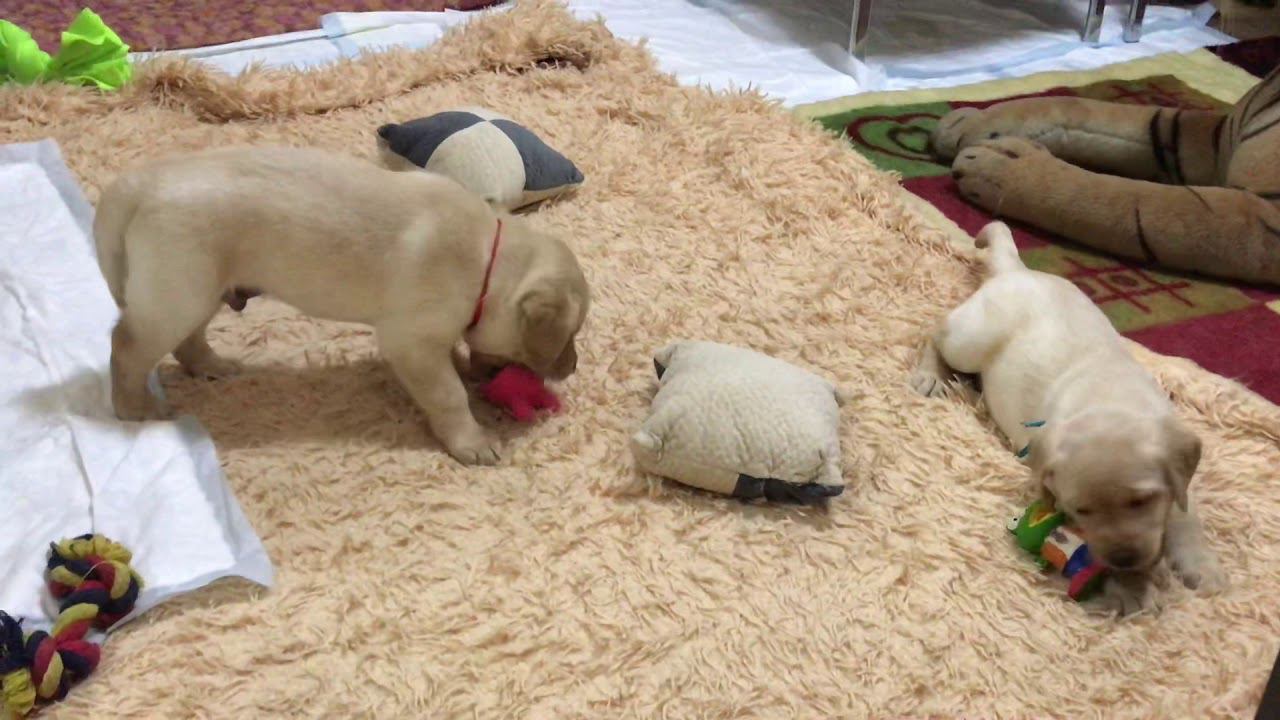 Щенки лабрадора «SHATSKIKH’ s DOGS» WEST SIB STORY DEVICE + ТЕСОРО РУССО ГОЛДЕН СТАР / 2020г.