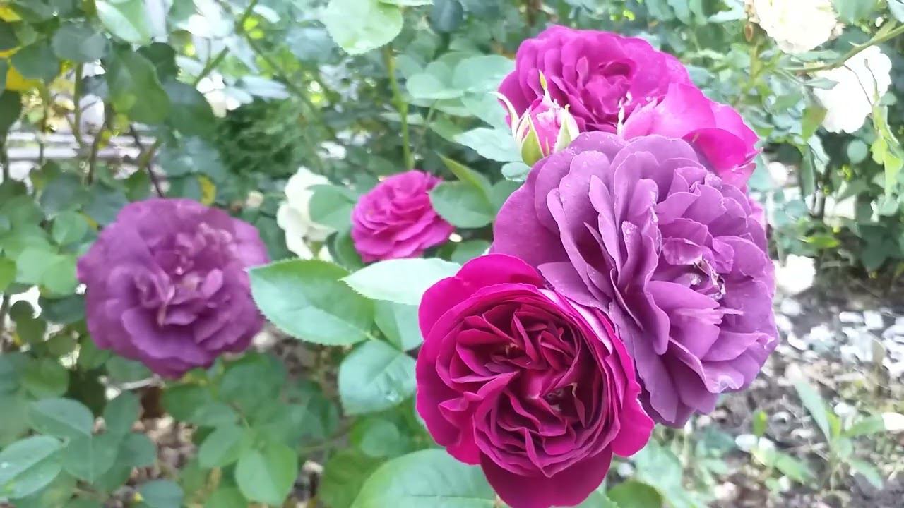 Подкормка. Тёмные розы... 03.07.24г.