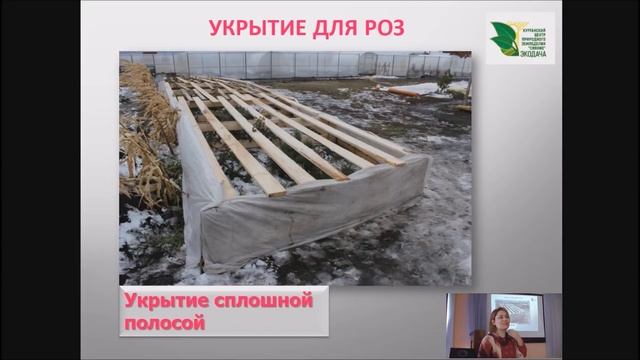 Скорая помощь розам весной