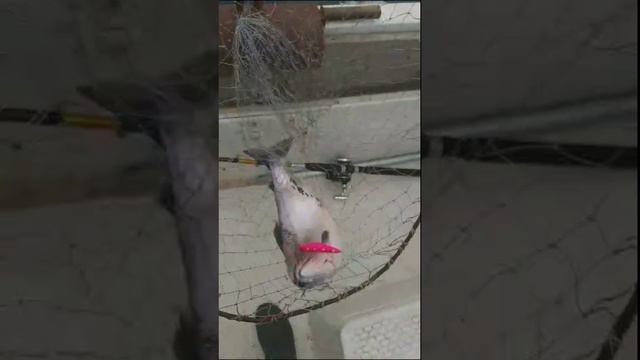 Ловля симы троллингом на воблер 80 мм (13 гр) от Mr. Musurok