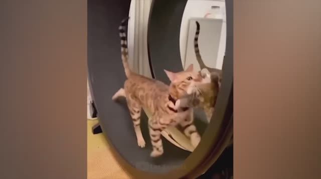 Приколы с котами и собаками #40