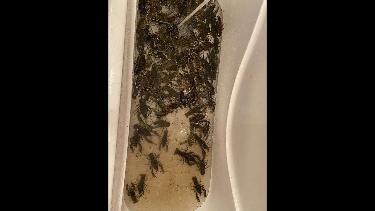 Удача при ловле раков, рыбы, и на охоте.Магия друидов