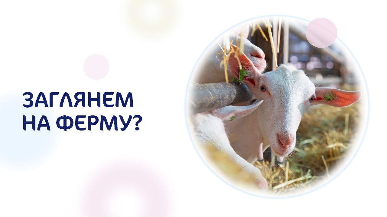 Kabrita®. Польза козьего молока. Зааненские козы. Один день на нашей ферме!