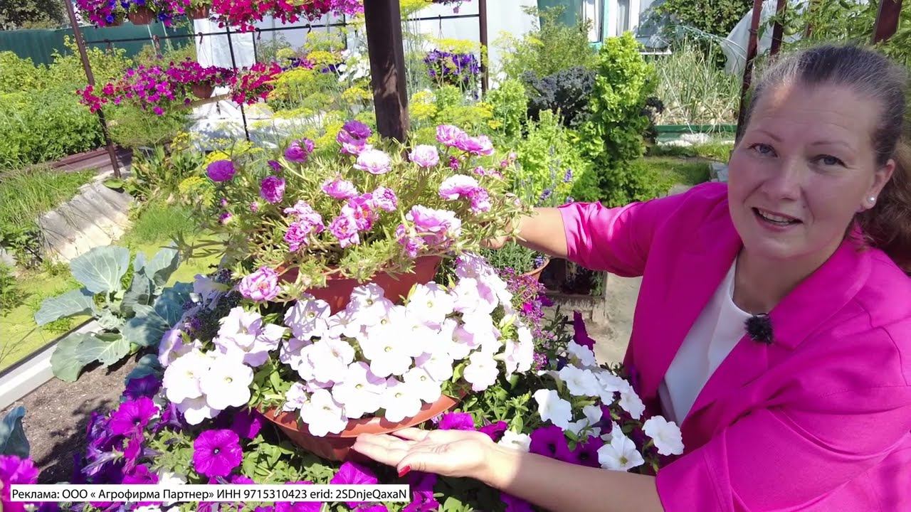 БУДЕТЕ ВЫБИРАТЬ ПЕТУНИИ - СЕЙТЕ ЭТИ, ИЗ СЕРИИ ЗАЦВЕТЕТ!  САМЫЕ НЕЖНЫЕ ПЕТУНИИ ОТ МАРИНЫ ПАТРИНОЙ
