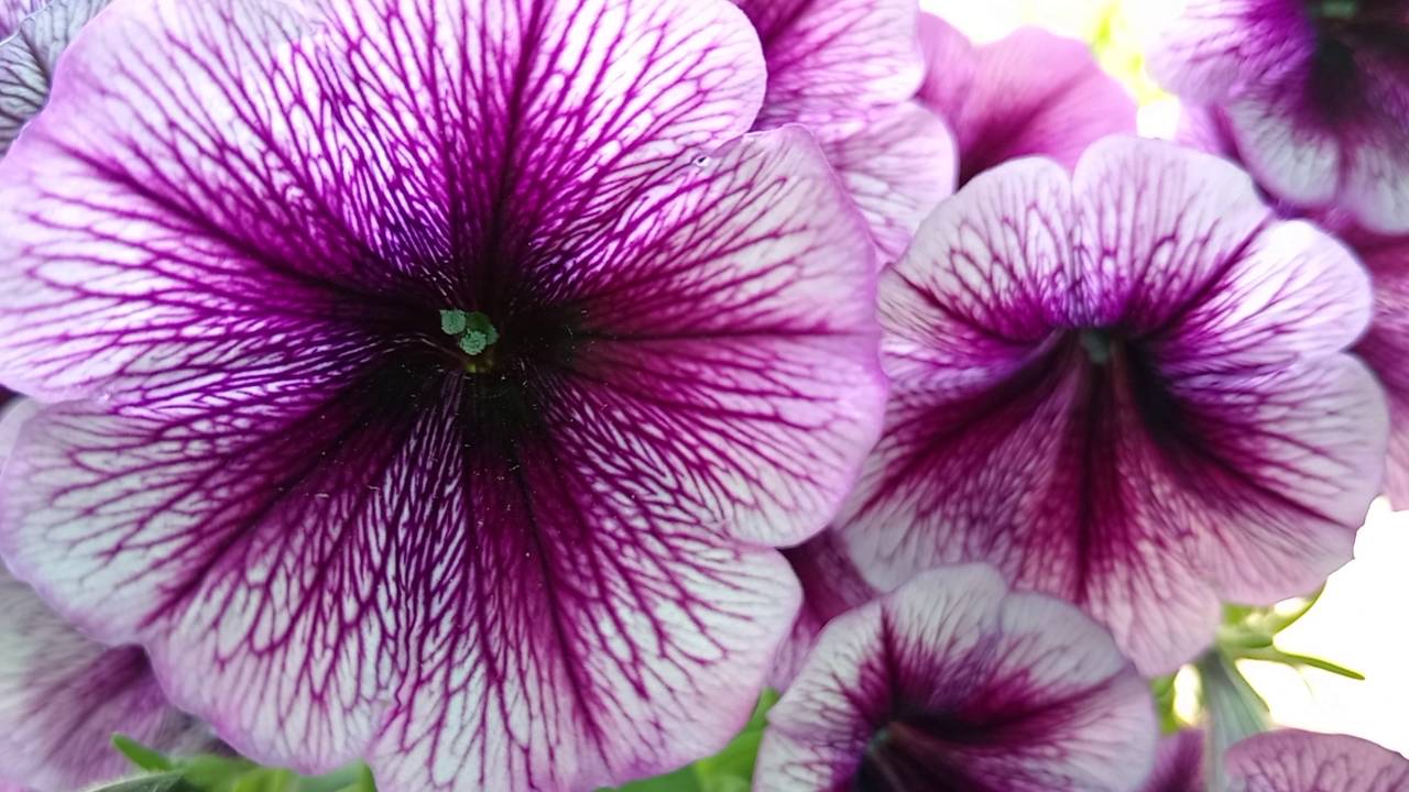 Цветы и Музыка