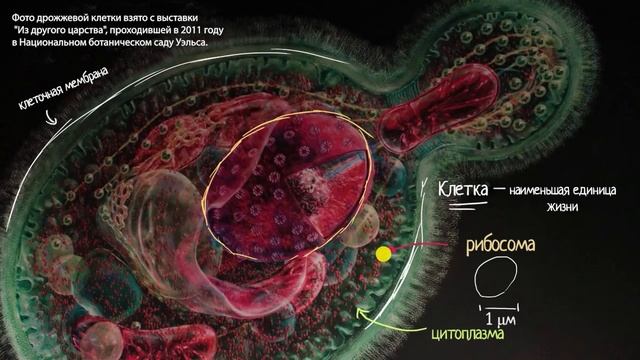 Введение в цитологию (видео 1)   Строение клетки   Биология.mp4