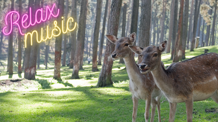 Красивая релакс музыка для сна, медитации, учебы, йоги # 8