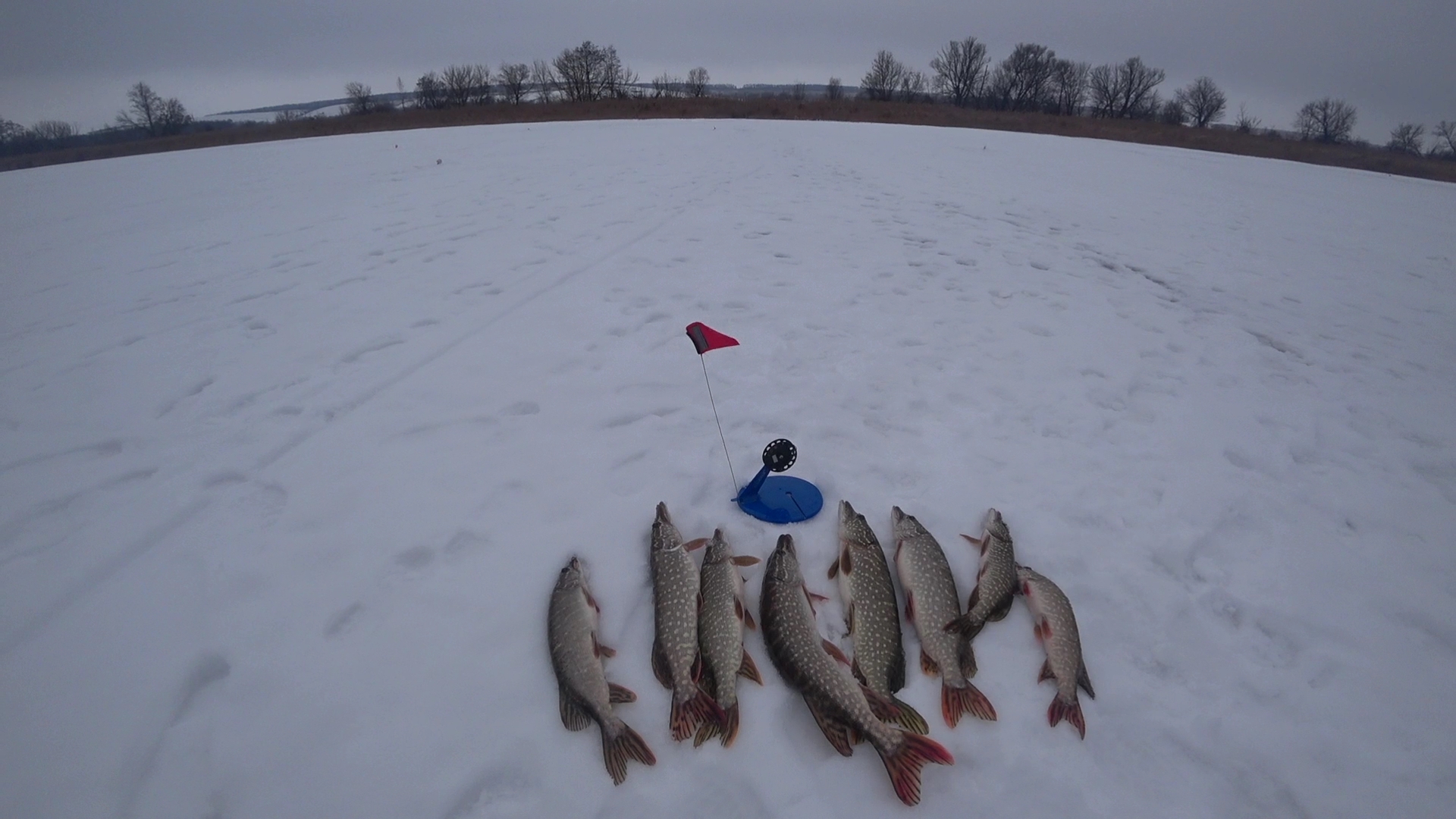 Новогодняя раздача ЩУКИ первого января. Ловля на жерлицы. (04.01.2021)