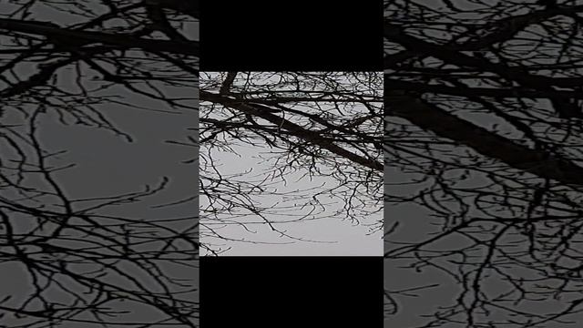 Ворона чем-то занята. Но чем мы так и не узнаем.