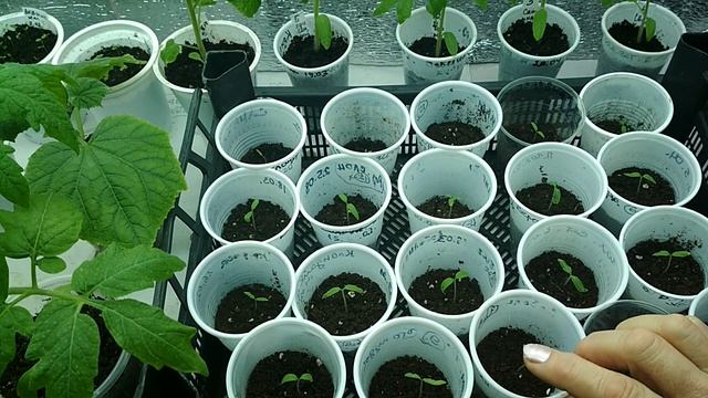 Сею томаты. Что нужно сделать сразу после всходов с рассадой.