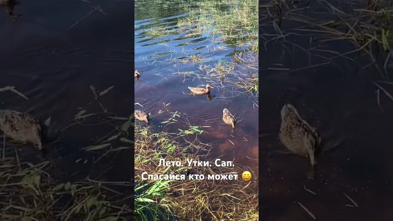 Лето. Утки. Сап. Спасайся кто может! #shorts #саров #summer #сап #утки