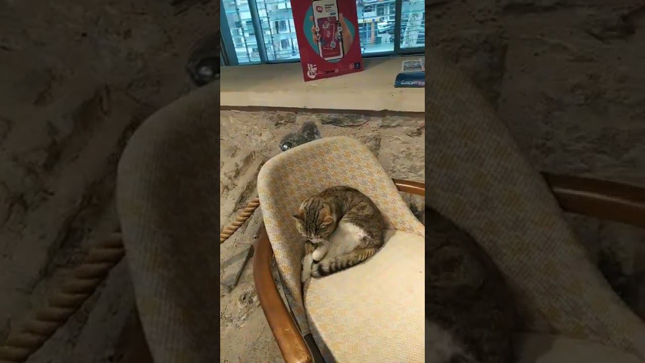 Кошки в Стамбуле.