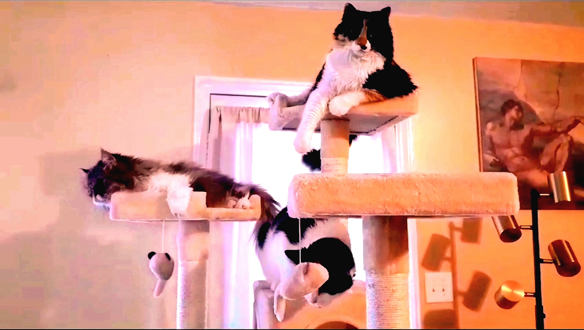 Когда три кота и попугай  это весёлая компания!Кошка Панки, коты Пиксел и Хаппи! И попугай Лилу!