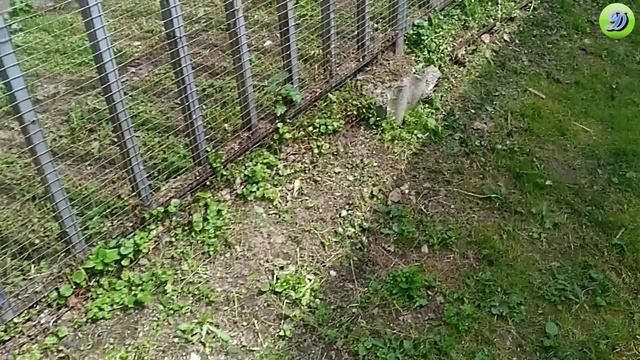 Краткий обзор табака спустя месяц после высадки в открытый грунт.