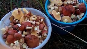 Мариную маслята. Заготовка грибов на зиму