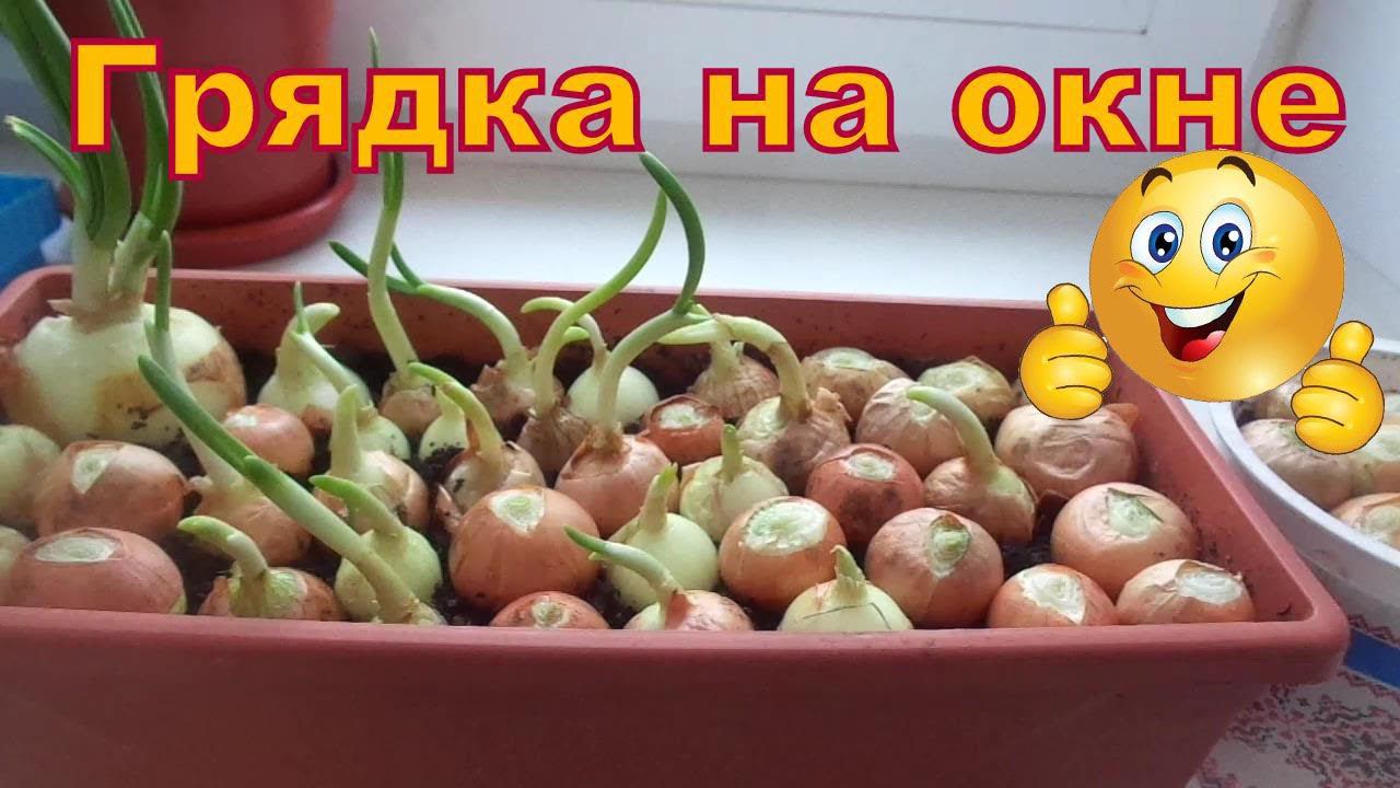 Грядка на окне, посадила лук на зелень)) 1 часть.