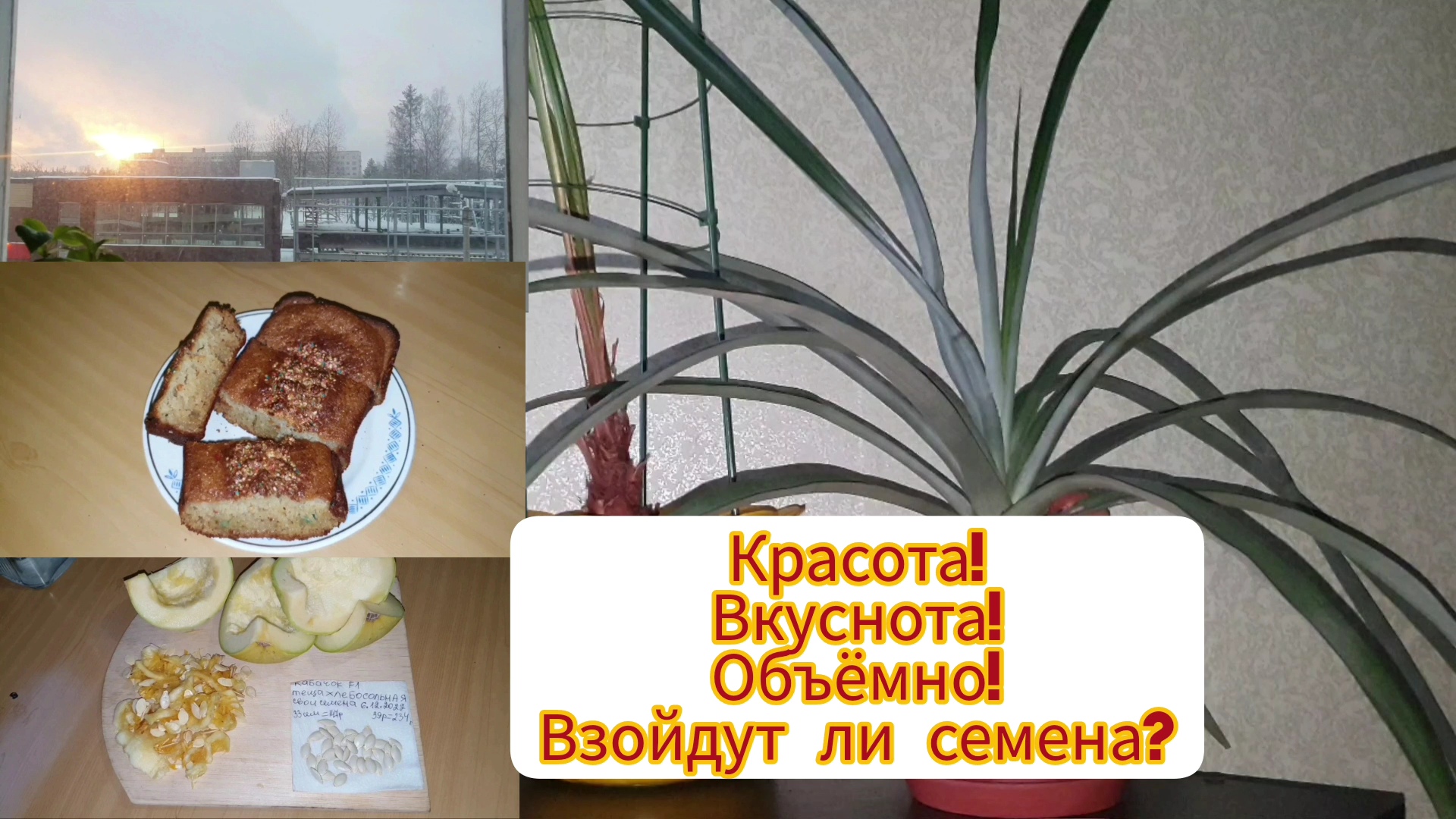 🍍В кадр не влезает!🌅Собрала семена с гибрида.😳Манный кекс!🥮😋