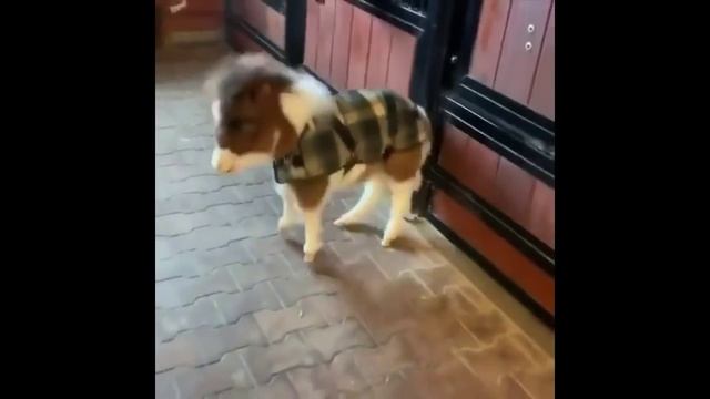 Cute baby animals/милые домашние животные