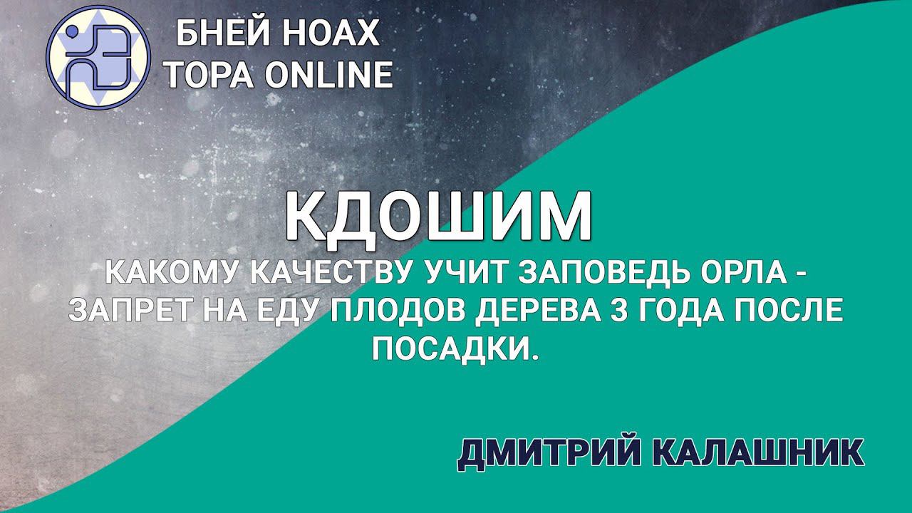 Какому качеству учит заповедь ОРЛА- запрет на еду плодов дерева 3 года после посадки. Глава Кдошим