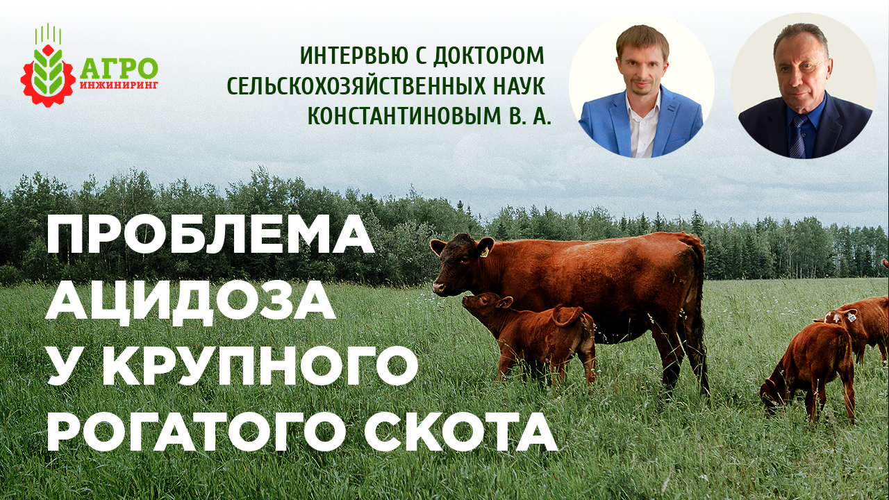 Ацидоз у крупного рогатого скота.