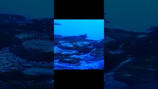 океанариум Спб Питер аквариум рыбки рыбы аквариумы аквариумные аква под водой подводный мир вода